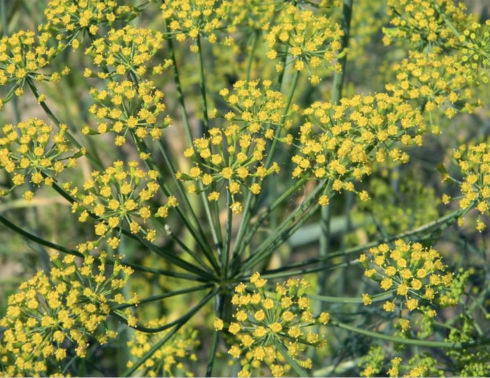 tilli - Myllypellon taimet