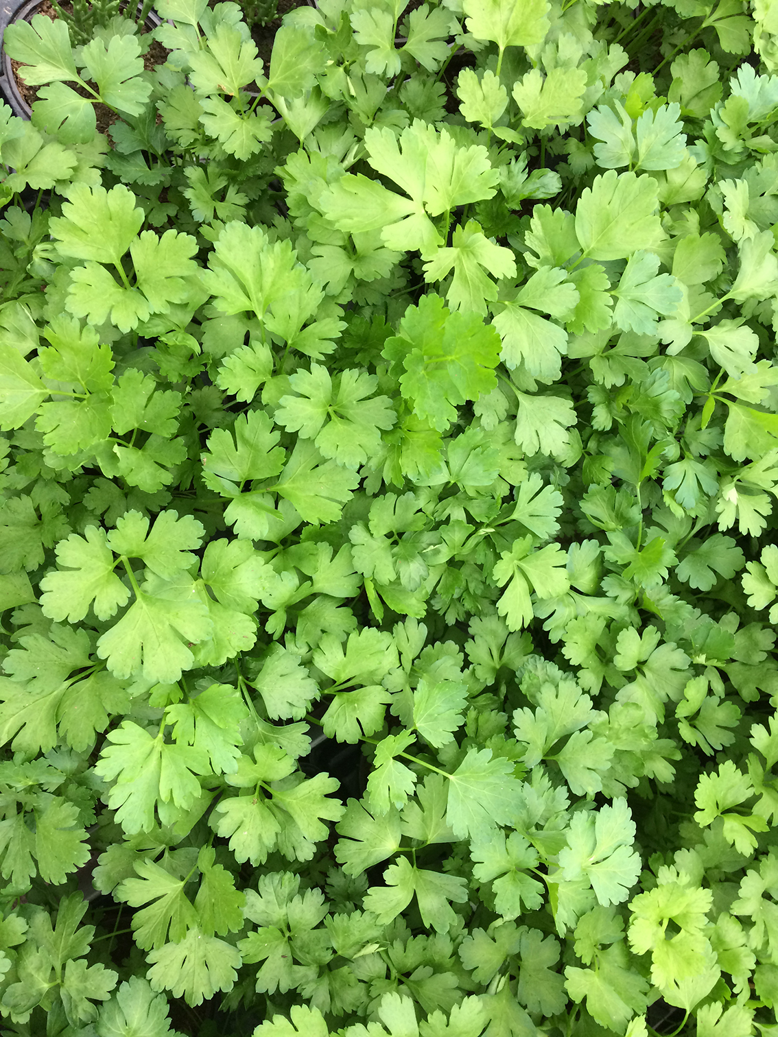 Persija, Petroselinum crispum - Myllypellon taimet
