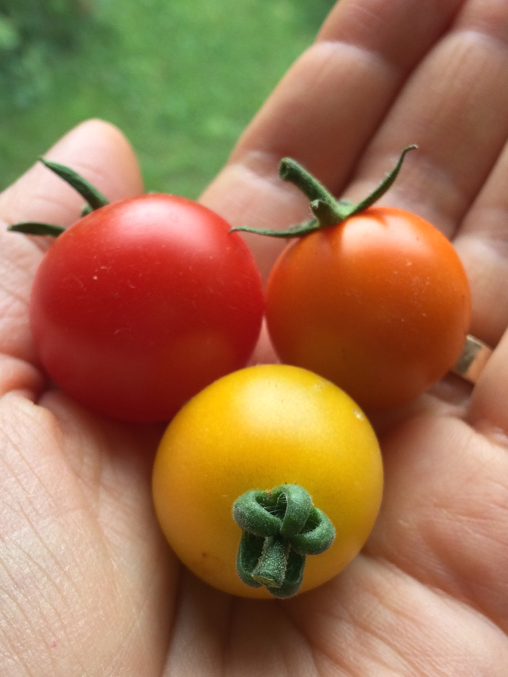 kolmen kimppa - Myllypellon taimet